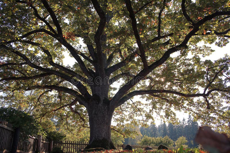 Lush tree in autumn park stock image. Image of hiking - 59974203