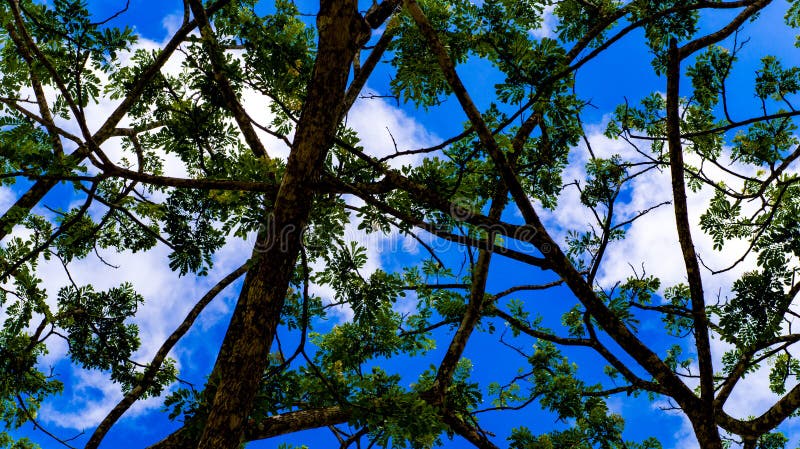 Lush Tree and Blue Sky with White Clouds. Stock Photo - Image of autumn ...