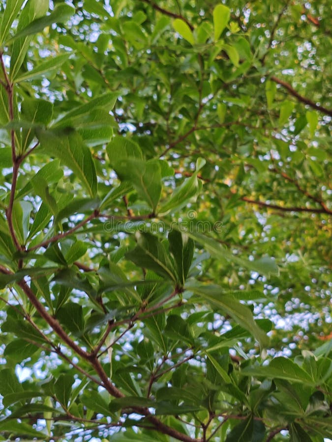 Lush Tree Canopy with Green Leaves Under Warm Sunlight Stock Photo ...