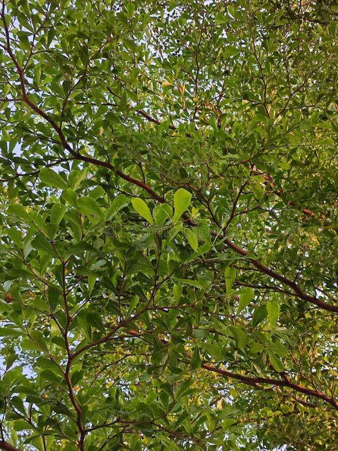 Lush Tree Canopy with Green Leaves Under Warm Sunlight Stock Image ...