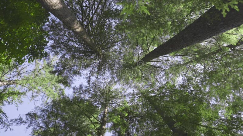 Tree Canopy from Above Drone Flying Overhead Stock Video - Video of ...