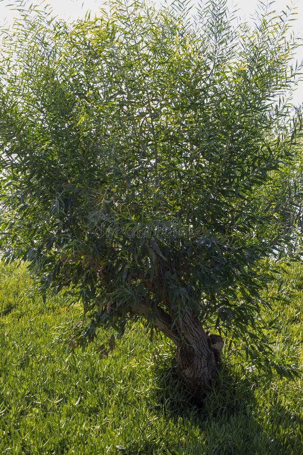 Lush Tree. Close-up. the Freshness of Nature Stock Photo - Image of ...