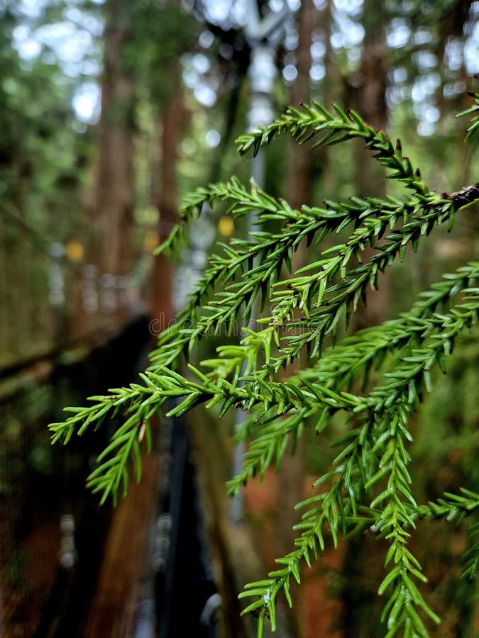 Lush Tree on an Extended Forest Bridge. Stock Photo - Image of ...