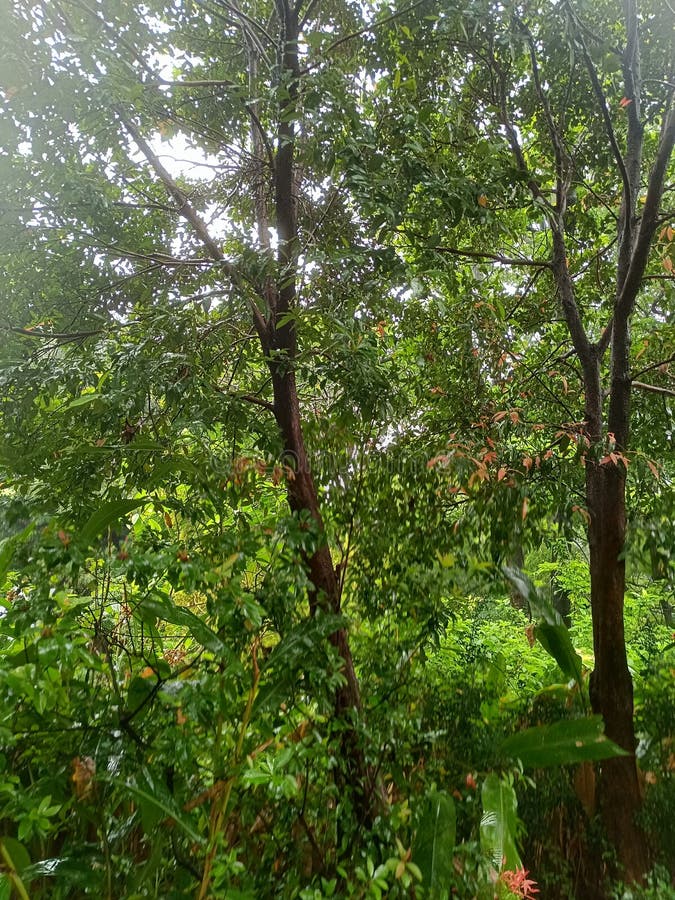 Lush Tree with Green Foliage in the Foresh Stock Photo - Image of leaf ...