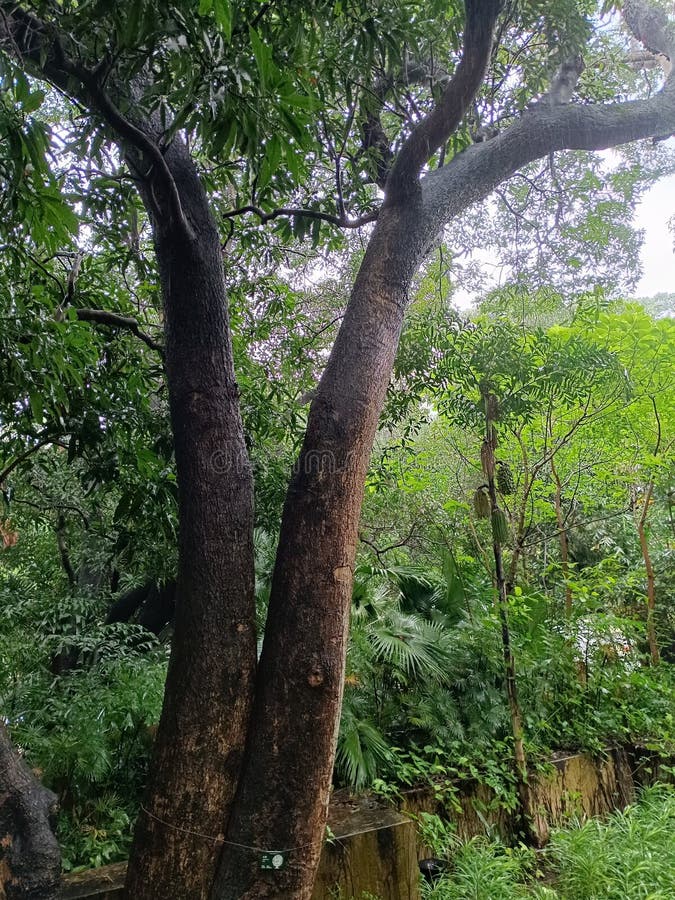 Lush Tree with Green Foliage in the Foresh Stock Image - Image of ...