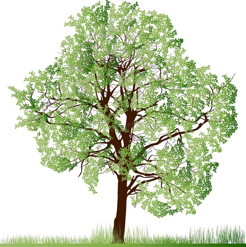 Lush Tree Stock Illustrations – 22,551 Lush Tree Stock Illustrations ...
