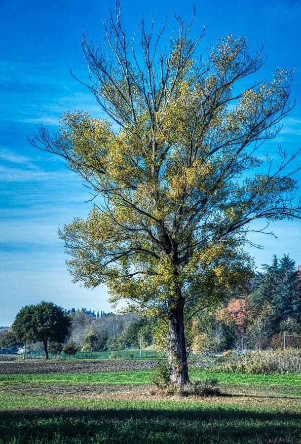 The lush tree stock photo. Image of lush, leaf, leaves - 264255280