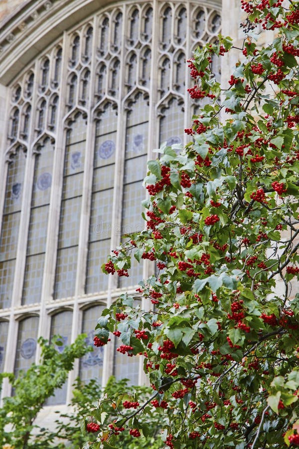 Gothic Window and Berry Tree at University of Michigan Stock Photo ...