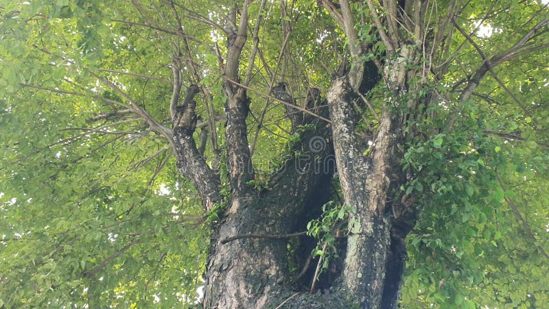 Lush Tree, Shot from a Low-angle Perspective Stock Video - Video of ...
