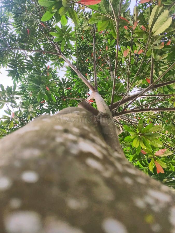 Genitri Tree Stock Photos - Free & Royalty-Free Stock Photos from ...