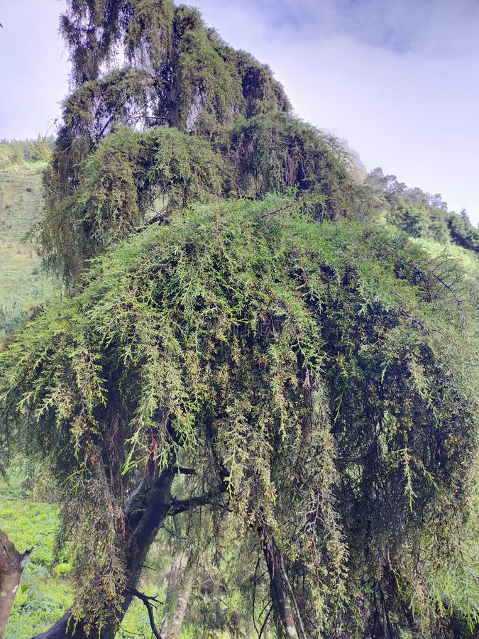This Lush Tree is Typical of Trees that Live in the High Mountains of ...