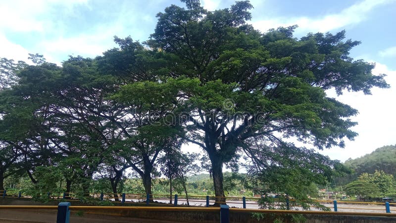 The Lush Tree is Very Beautiful on the River Bank Stock Photo - Image ...