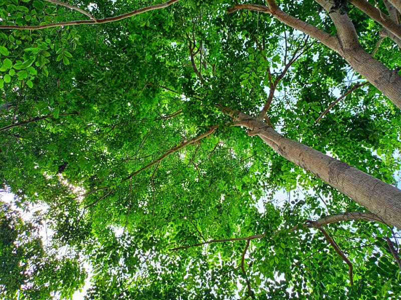 Lush Trees with Angels Looking Down Stock Image - Image of ecosystem ...