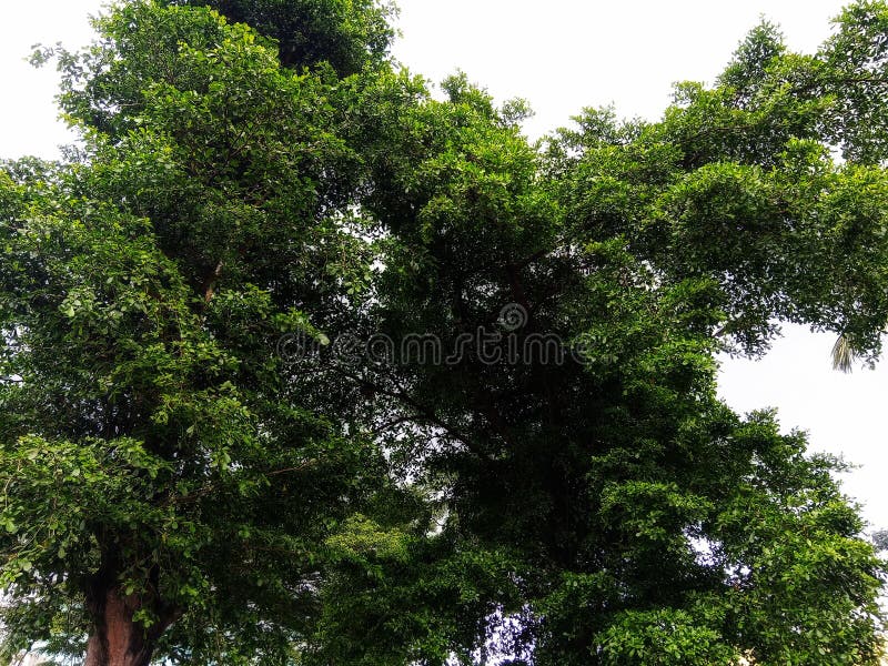 Lush Trees As Air Conditioning, Fresh Stock Image - Image of trees ...