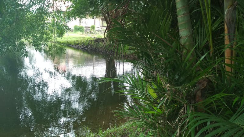 The Lush Trees. the Beautiful Lake. the Lash Trees Near Beautiful Lake ...