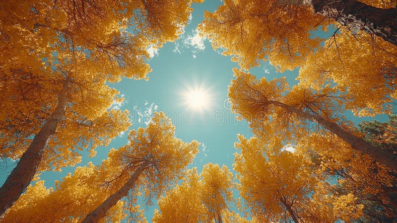 Lush Trees and a Bright Sun Outline the Conceptual Realm of Climate ...