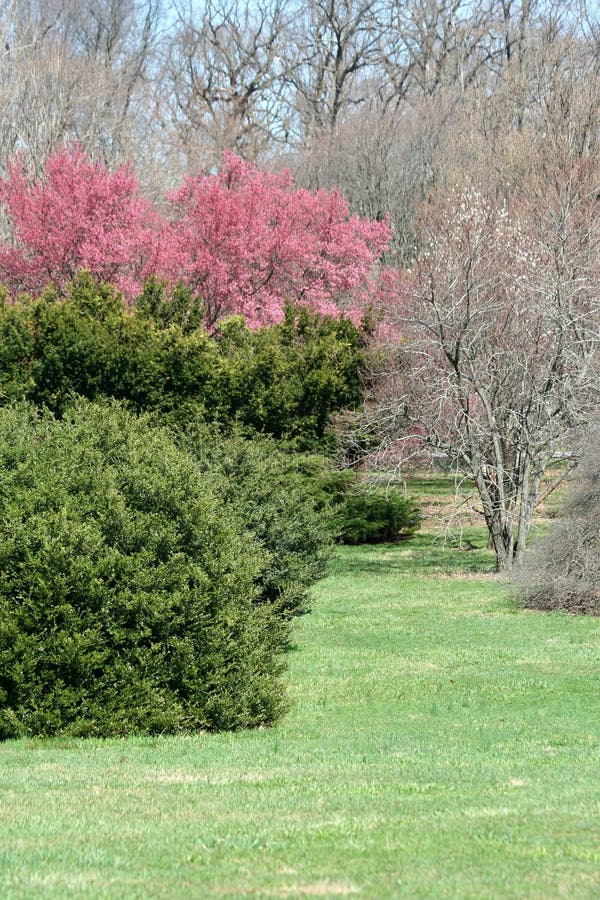 Lush trees and bushes stock photo. Image of outdoors - 13669416