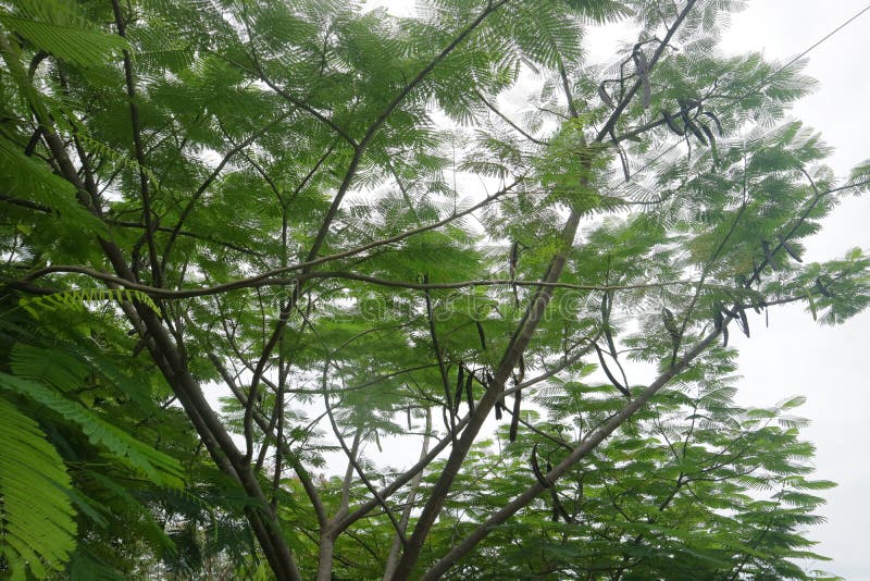 Lush trees during the day stock photo. Image of garden - 236804204