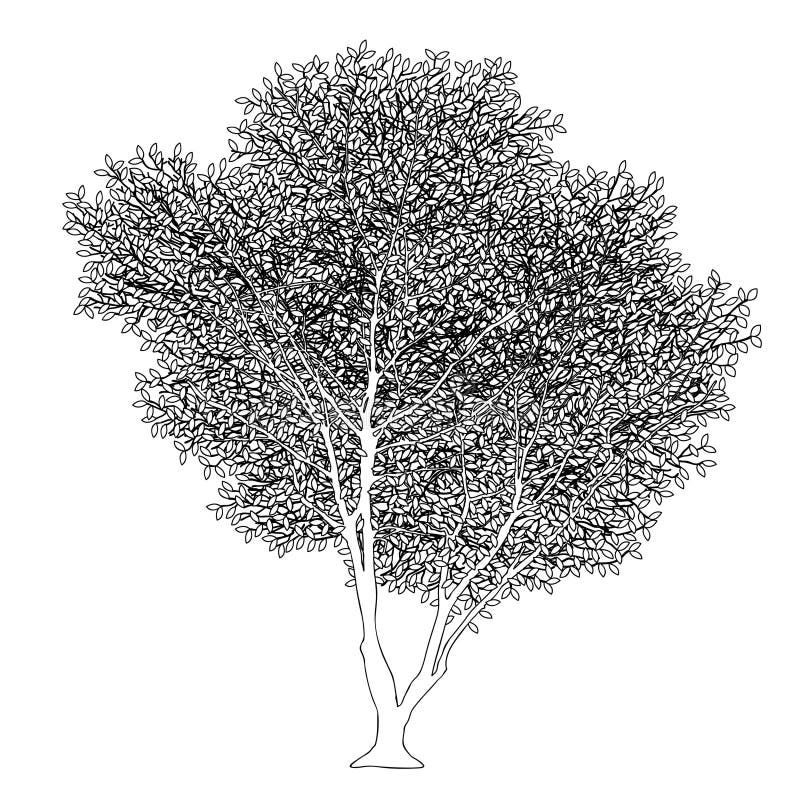 Lush trees stock vector. Illustration of trees, sketch - 73022082