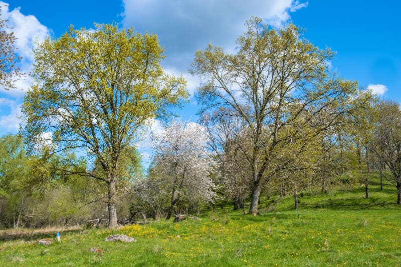 Lush Trees at a Meadow in the Springtime Stock Photo - Image of view ...