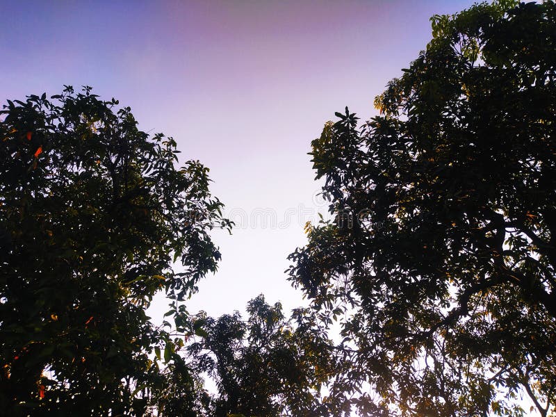 Lush Trees and Morning Silhouettes Stock Illustration - Illustration of ...