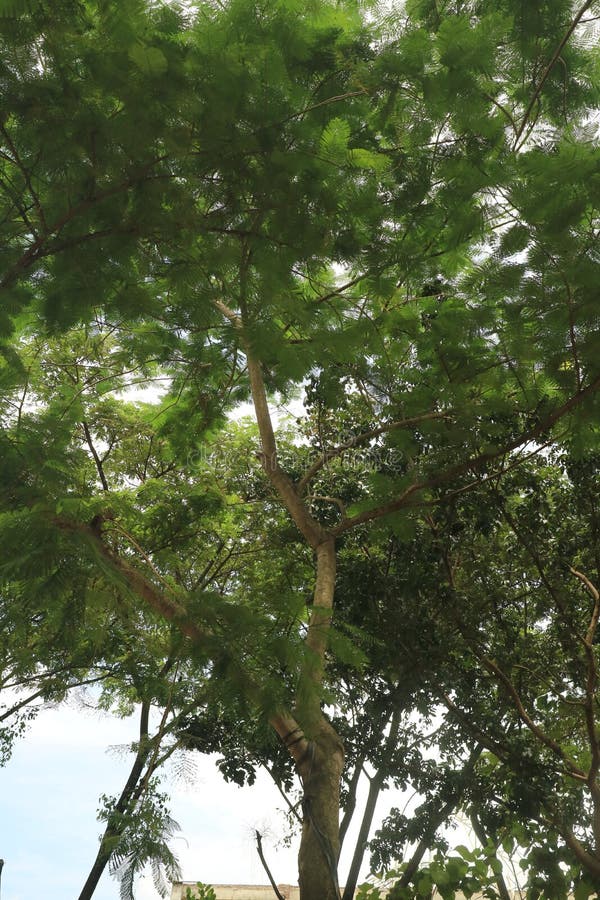 Lush trees during the day stock image. Image of isolated - 238872939