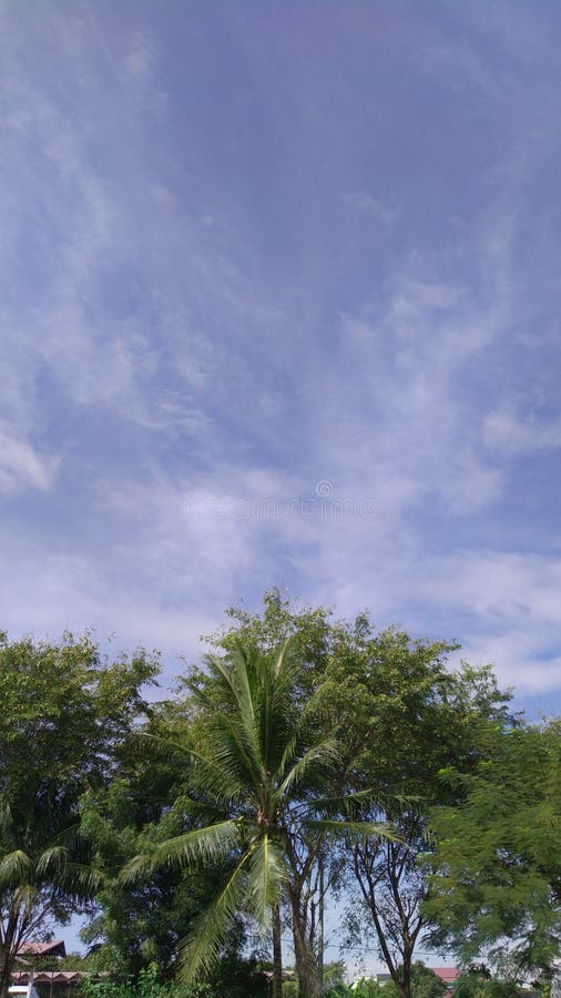 Lush Trees Under the Clear Blue Sky Stock Image - Image of clear, lush ...