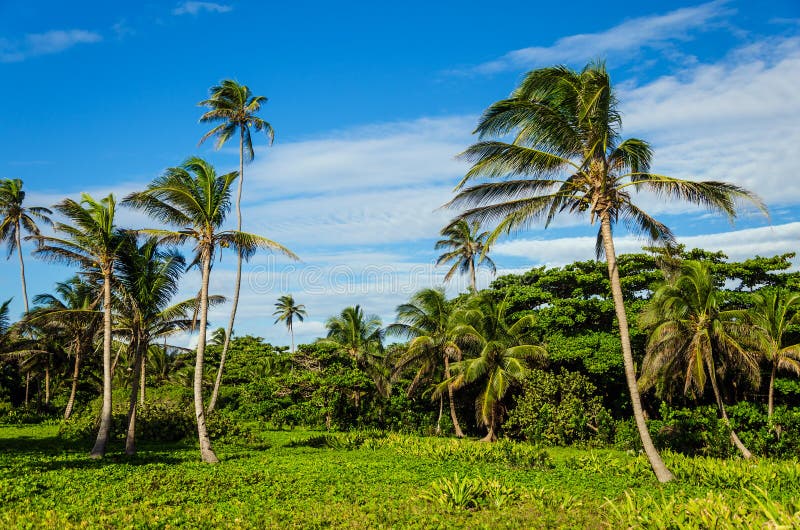 Lush Tropical Clearing with Palm Trees Stock Photo - Image of andres ...