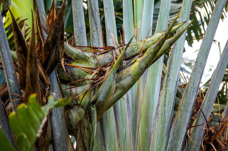 Fan palm tree pattern stock photo. Image of fashion - 108195112