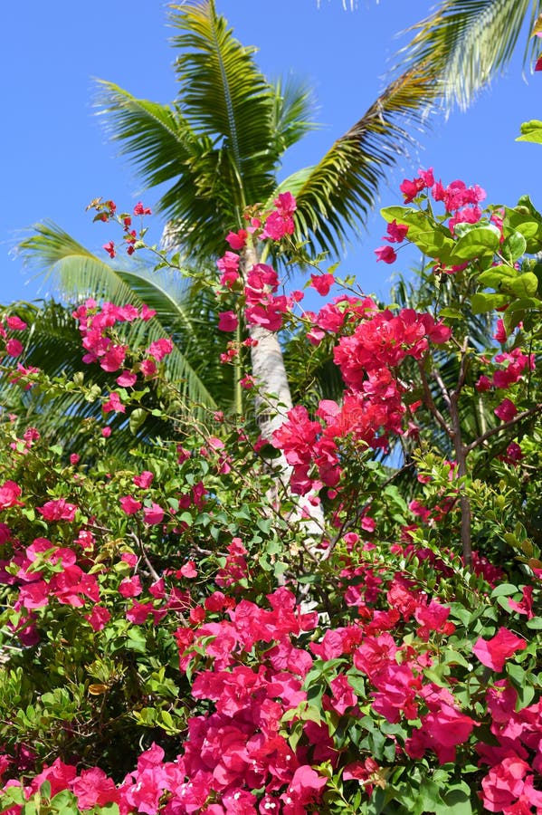 Lush Tropical Flowers Front Palm Tree Key West Florida Stock Photos ...