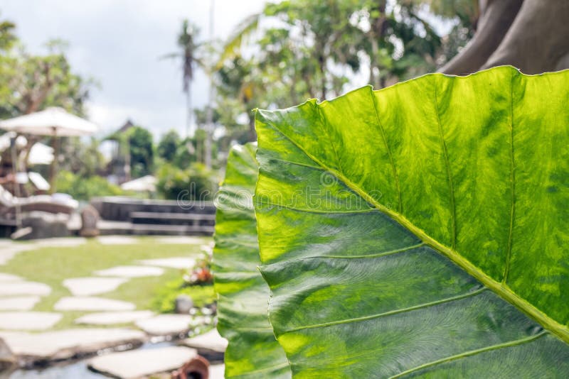Lush Tropical Garden with Assorted Colorful Flowers and Plants. Bali ... Lush Tropical Garden with Assorted Colorful Flowers and Plants. Bali ...