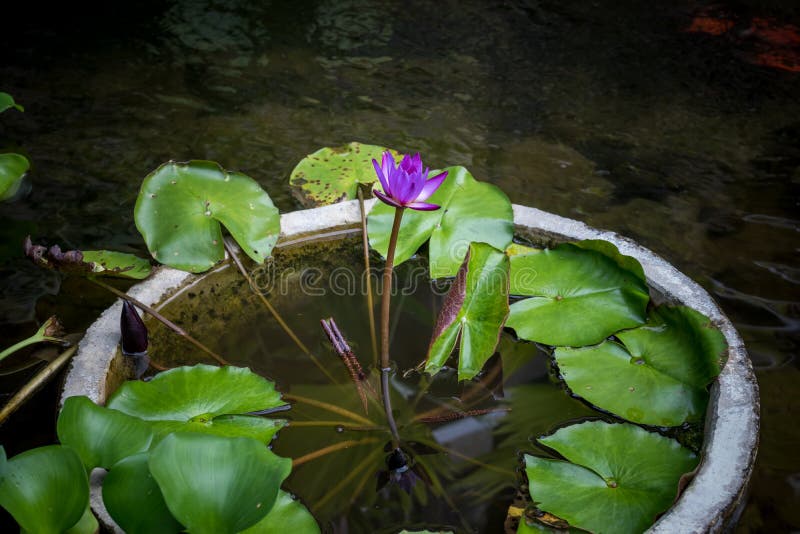 Lush Tropical Garden with Assorted Colorful Flowers and Plants. Bali ... Lush Tropical Garden with Assorted Colorful Flowers and Plants. Bali ...