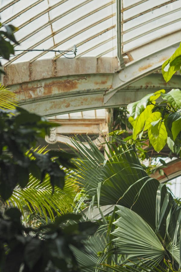 Lush Tropical Garden with Metal Rustic Railings Ceiling Stock Image ...
