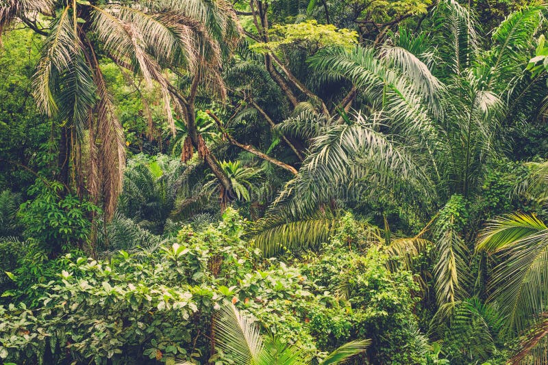 Lush tropical green jungle stock image. Image of outdoor - 62929979