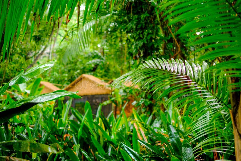 Lush tropical green jungle stock image. Image of outdoors - 63250661