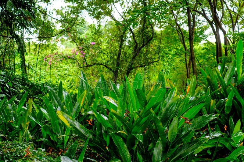 Lush tropical green jungle stock photo. Image of paradise - 63250676