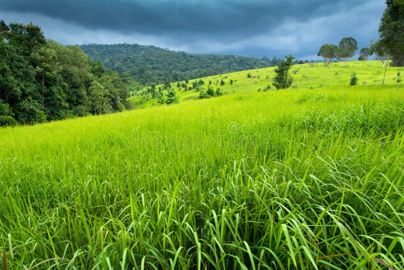 Lush tropical meadow stock image. Image of grass, cloud - 33509003