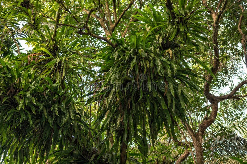 Lush Tropical Tree Crowns Adorned with Vibrant Fern Rosettes and ...