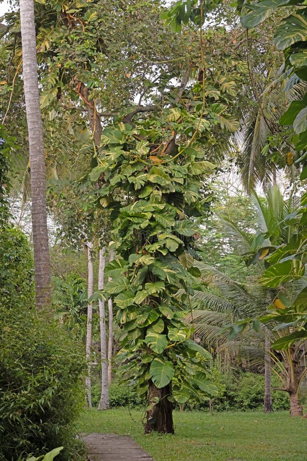 Lush Tropical Vines Climbing Tall Tree in Green Forest Stock Image ...