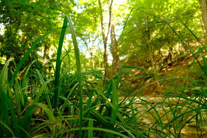 Lush Tropical Green Jungle, Yalova, Turkey Stock Photo - Image of ...