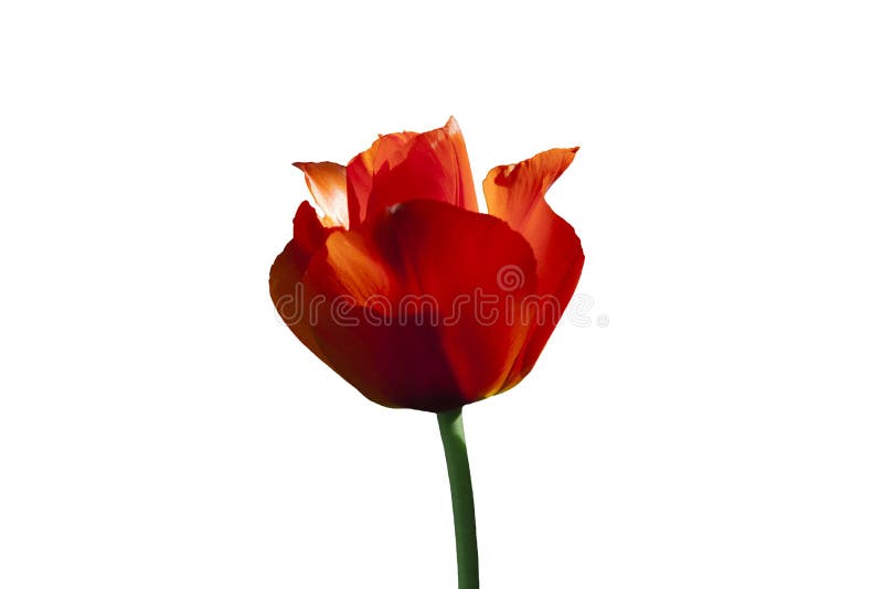 Lush Tulip Flower Red Color. Stock Image - Image of yellow, flora ...