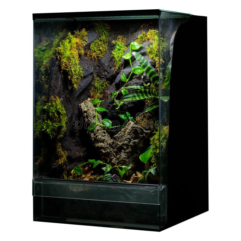 Angled Shot: Illuminated Reptile Terrarium with Vegetation Stock Photo ...