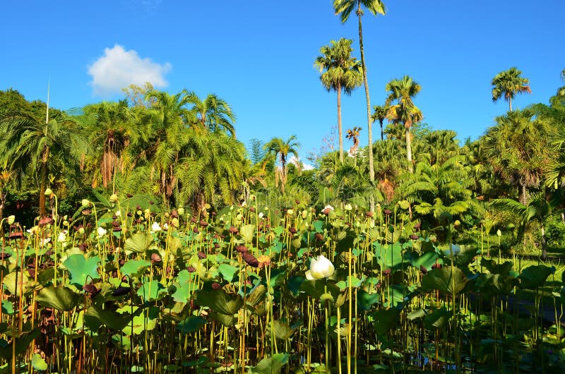 Lush Vegetation at the Pamplemousse Botanical Gardens in Mauritius ...