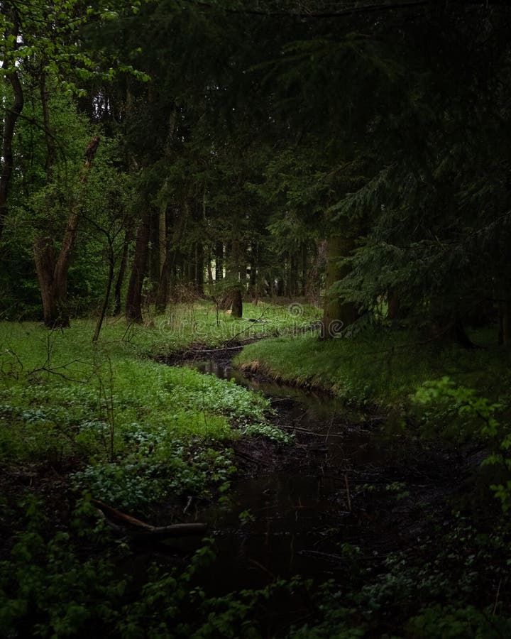 Lush and Verdant Forest with Dense Trees Stock Photo - Image of bushes ...