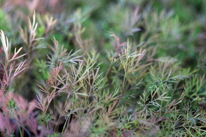 A Lush and Vibrant Display of Green Foliage Featuring Beautiful and ...