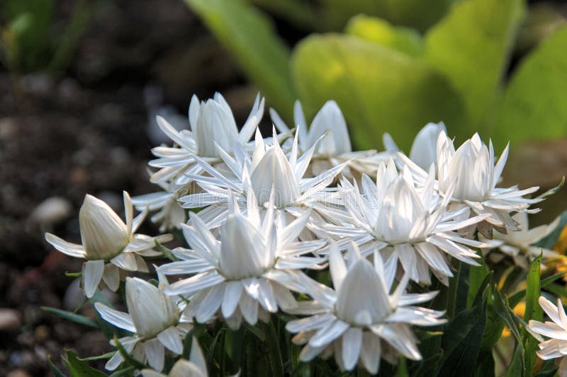 Lush, Vibrant Flowers in the Park in Summer Stock Image - Image of ...