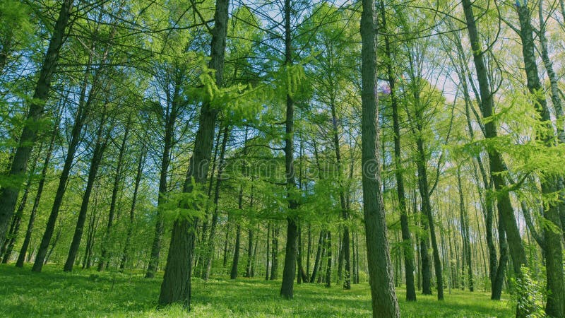 The Lush and Vibrant Green Forest, with Beautiful Sunlight Filtering ...