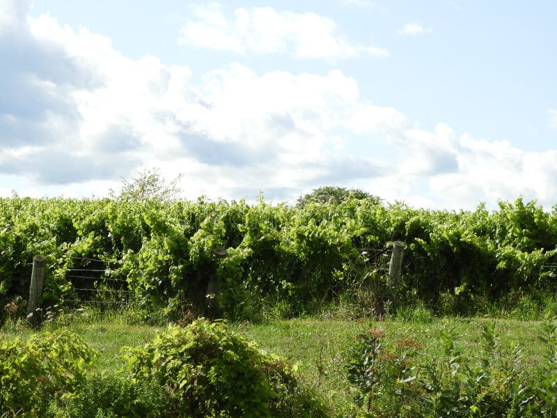 Heavy with Fruit, Lush, Full Vineyard Grapevine in FingerLakes Stock ...