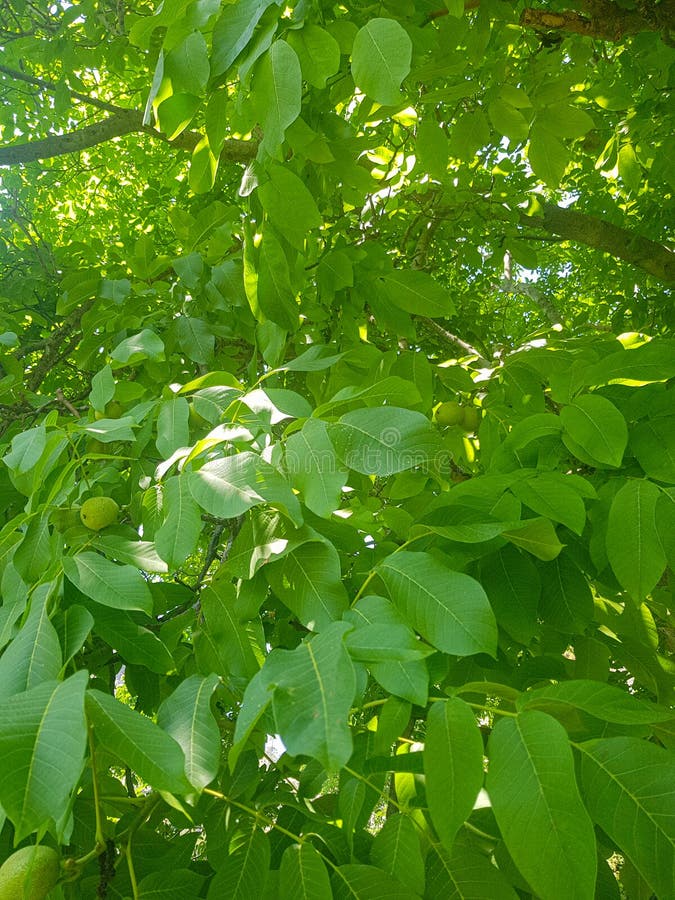 Lush Walnut Trees with Green Seeds Stock Photo - Image of food, edible ...