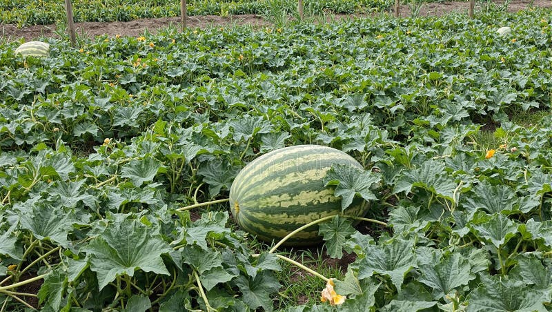 Lush Watermelon Vine with Striped Fruit in Garden Stock Illustration ...